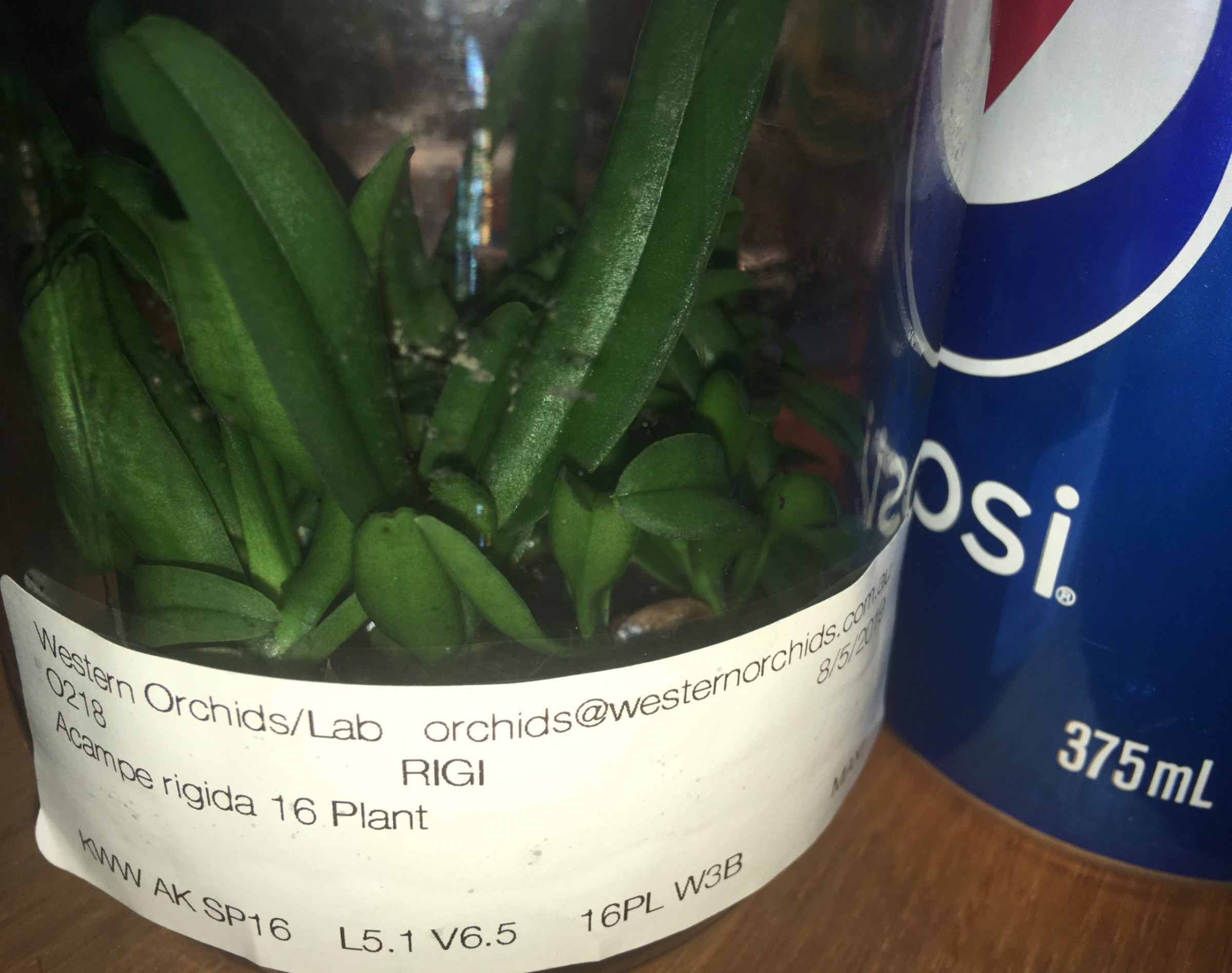 Species | Western Orchids