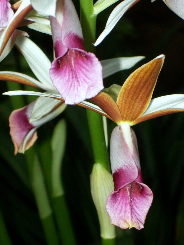 Phaius tankervilleae var. australis (Alba variety x Redlands) R340 ...